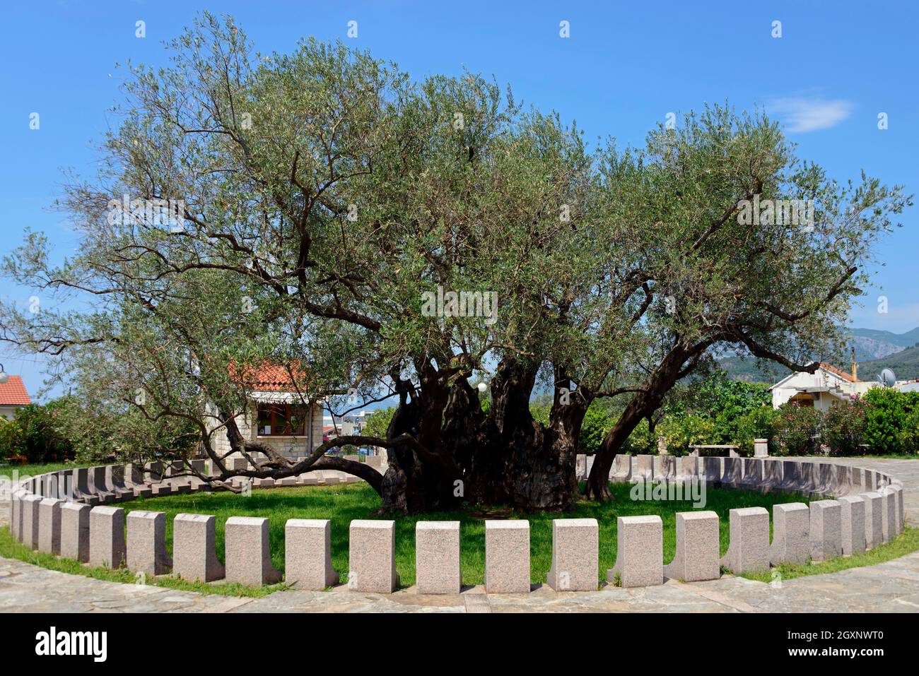 Stara maslina, old olive tree, bar, near Ulcinji, Montenegro Stock ...