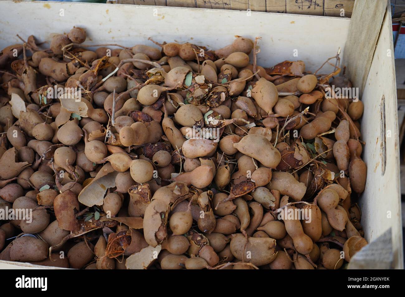 Tamarinds (Tamarindus indica), fruits of the tamarind tree, tamarind ...