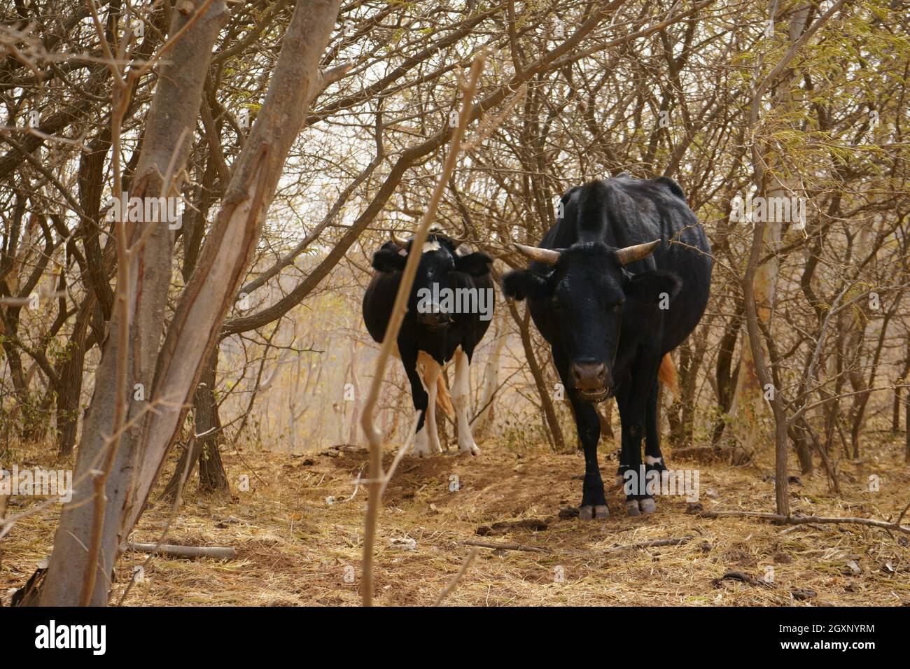 Cows, domestic cattle, extensive livestock farming, Rui Vaz, mountain ...