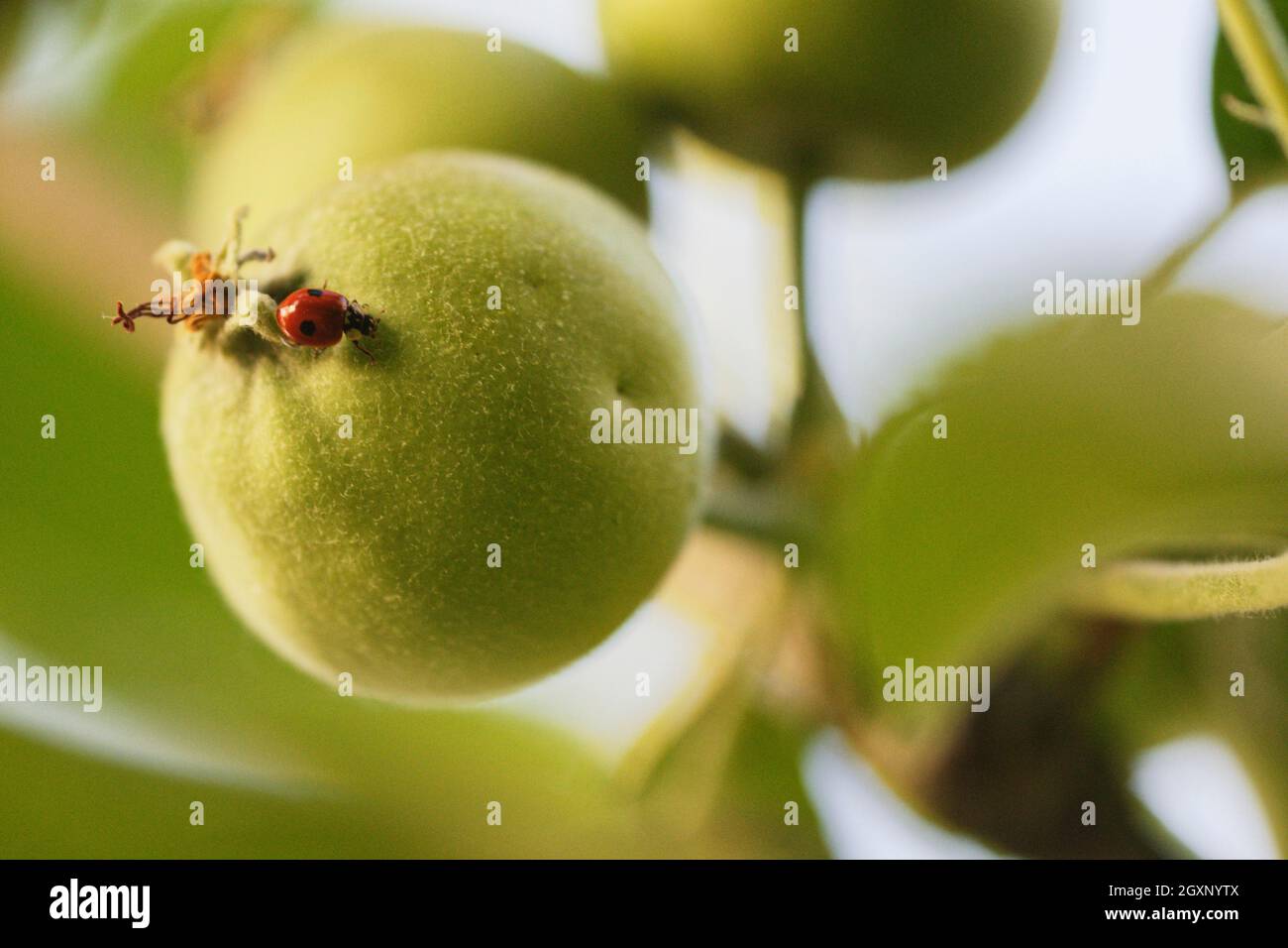 Two-spotted lady beetle (Adalia bipunctata) on apple tree Stock Photo ...