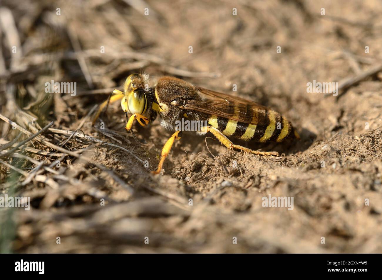 Gyroscopic wasp (Bembix rostrata) digging a brood cell, Valais ...