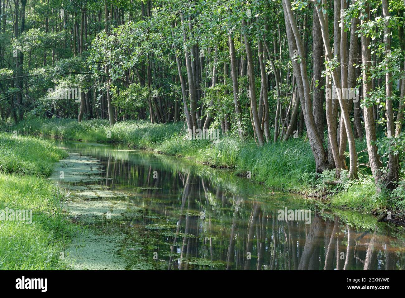 Watercourse through red alder scrub forest (Alnus glutinosa ...