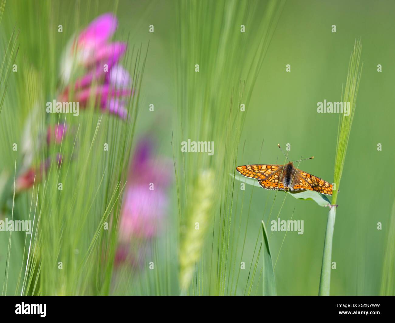 Marsh fritillary (Euphydryas aurinia), Loureira, Santa (Catarina) da ...