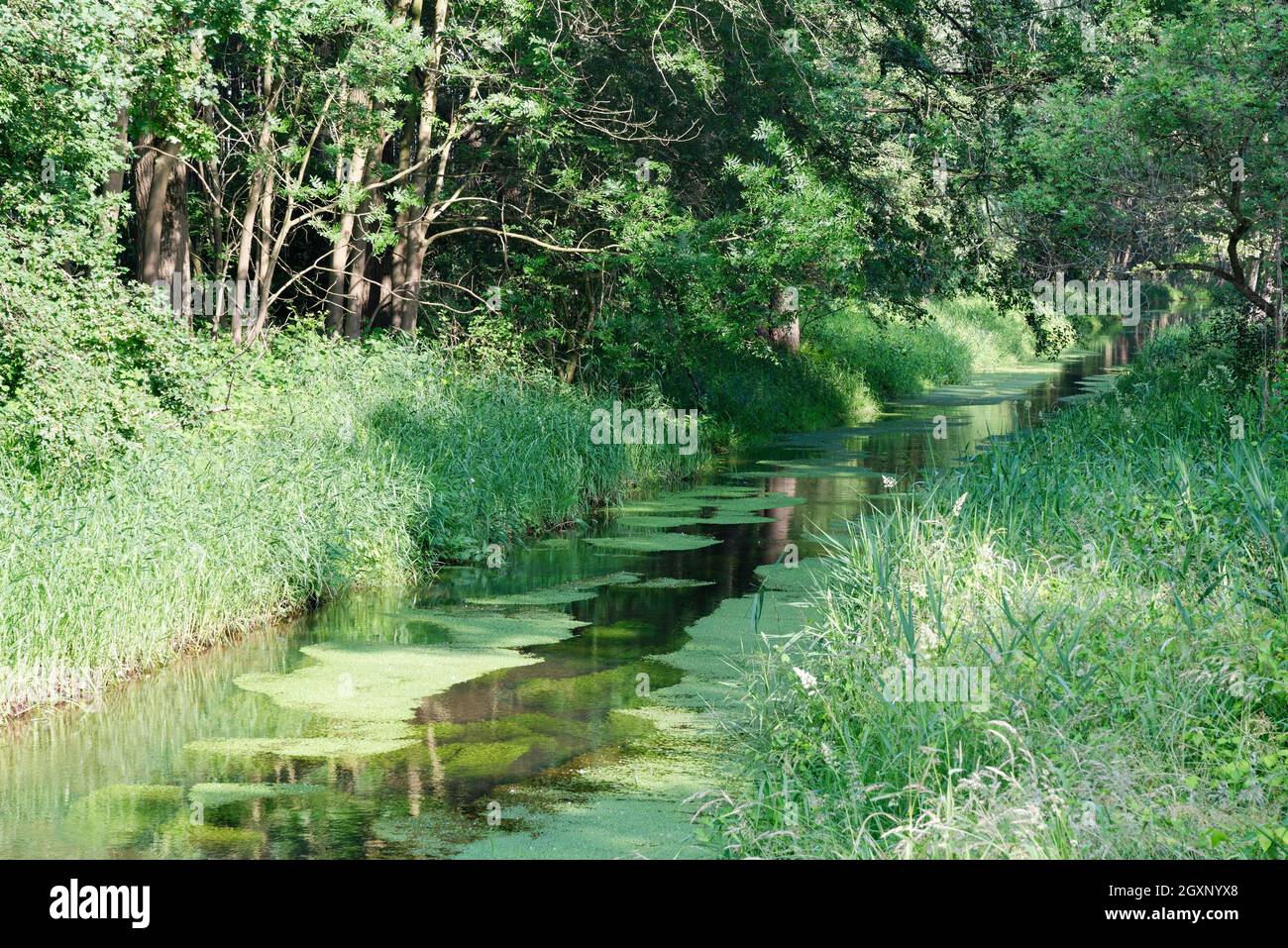 Watercourse through red alder scrub forest (Alnus glutinosa ...