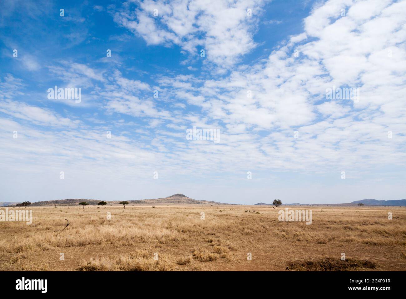 Serengeti National Park landscape, Tanzania, Africa. African panorama ...