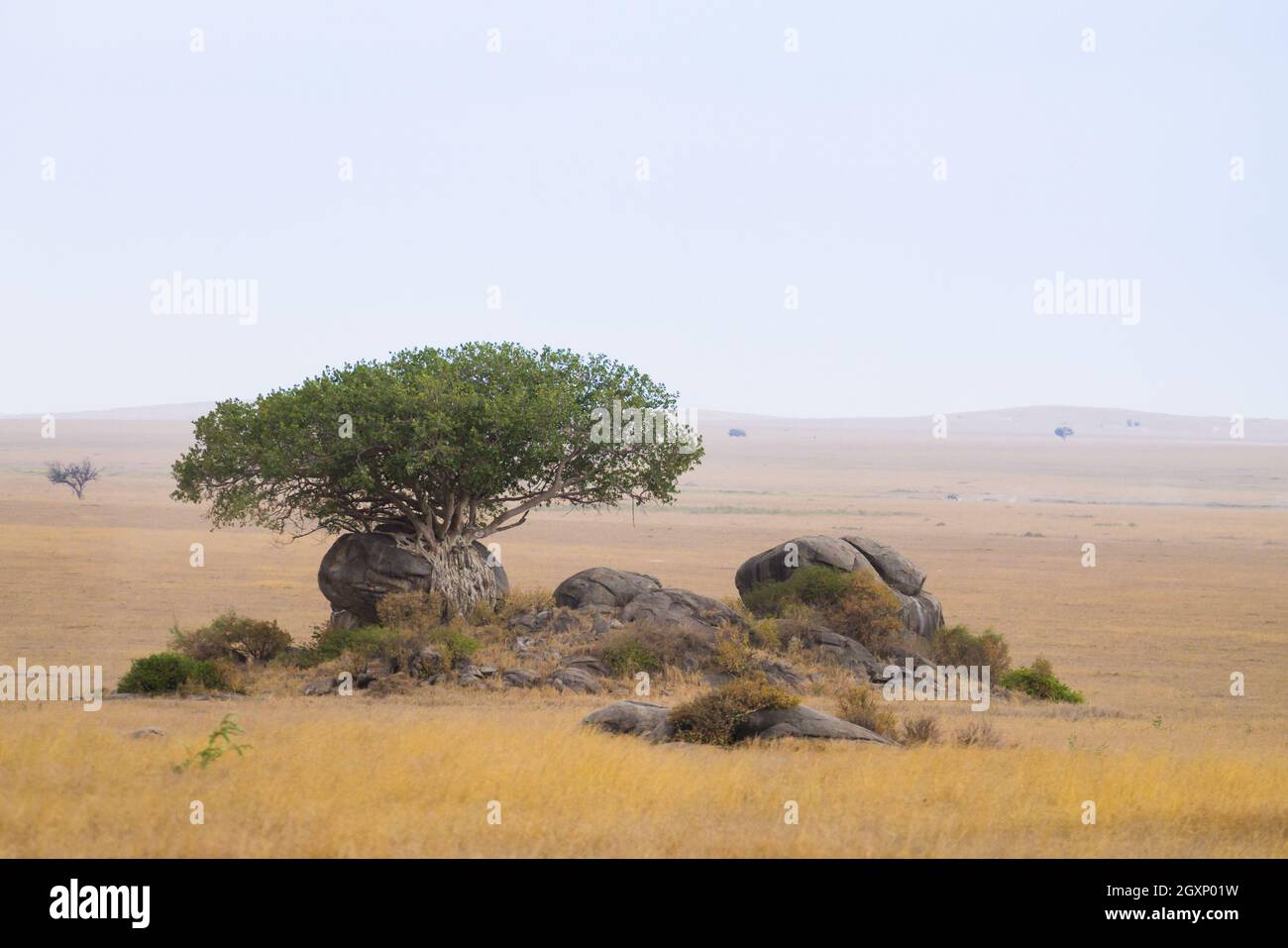 Serengeti National Park landscape, Tanzania, Africa. African panorama ...