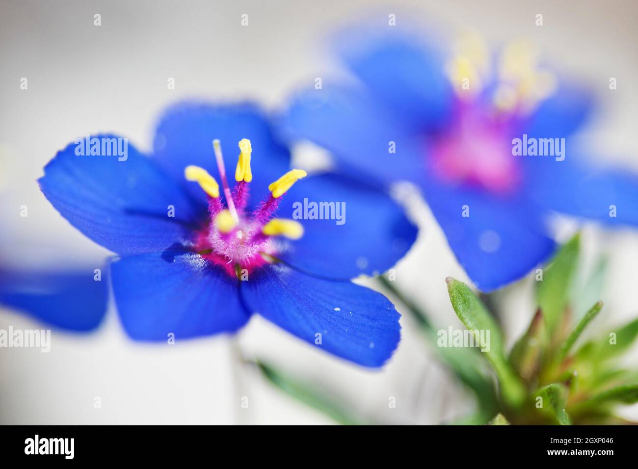 Lysimachia foemina hi-res stock photography and images - Alamy