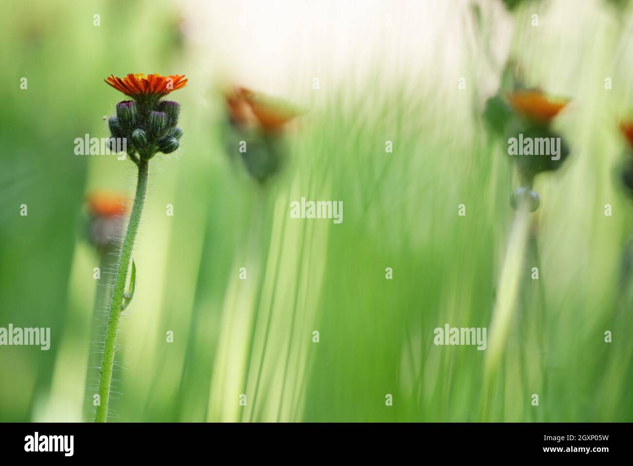 Orange Fox-and-cubs, orange-red Fox-and-cubs (Hieracium aurantiacum ...