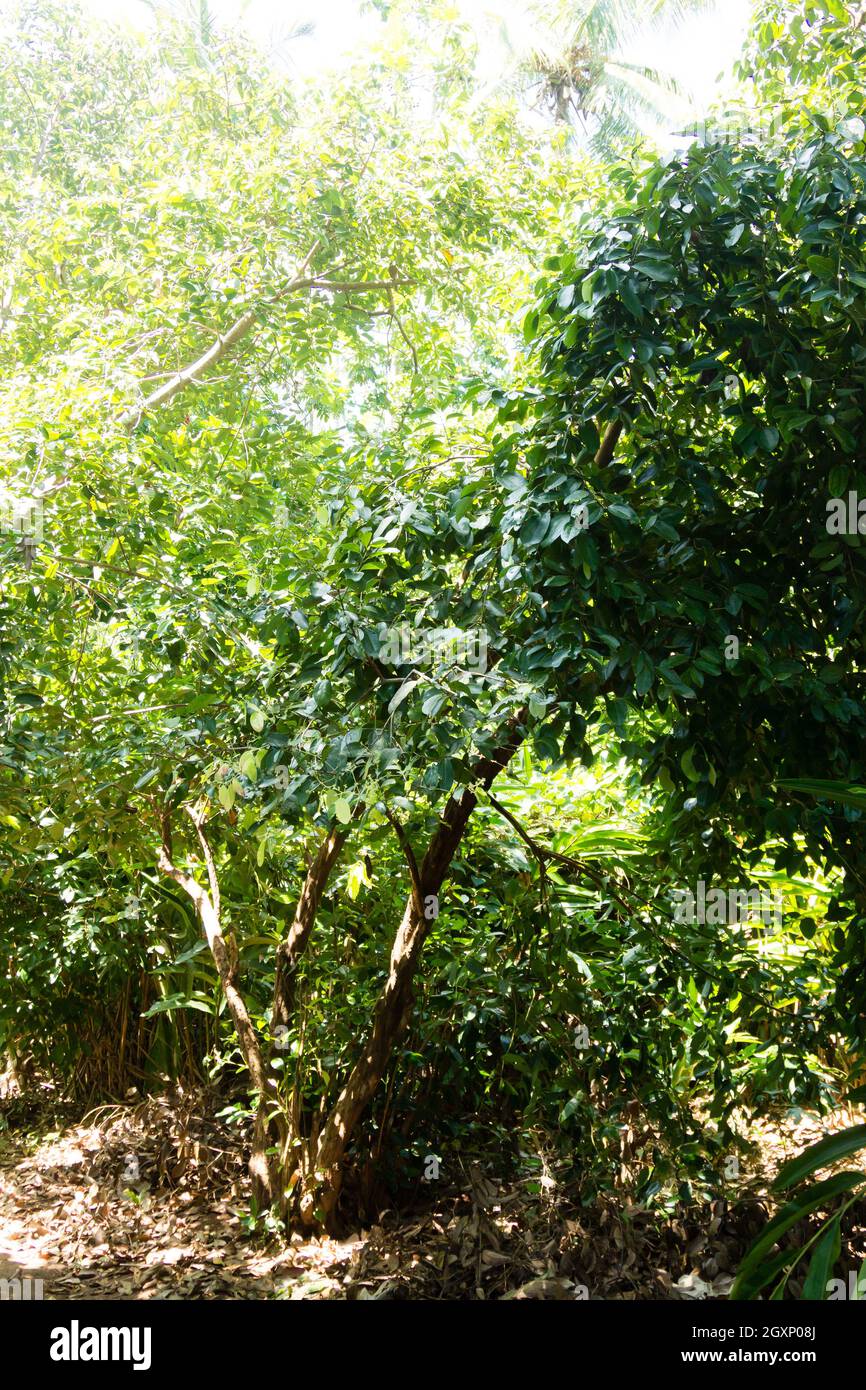 Cinnamon cultivation hi-res stock photography and images - Alamy