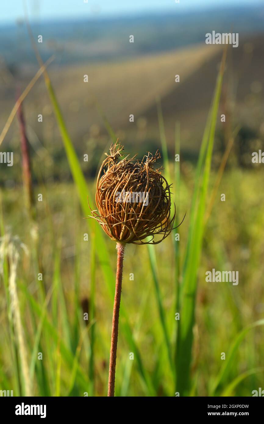 Plants dried in the sun due to drought in Southern Italy Stock Photo ...