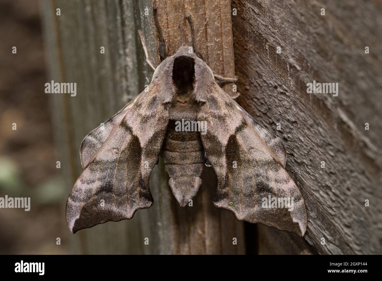 The eyed hawk moth hi-res stock photography and images - Alamy