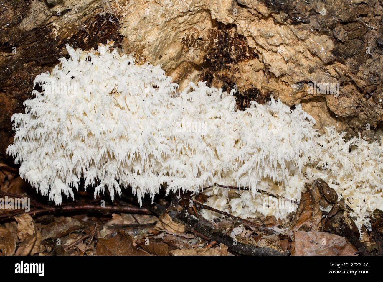 Coral tooth fungus (Hericium coralloides Stock Photo - Alamy
