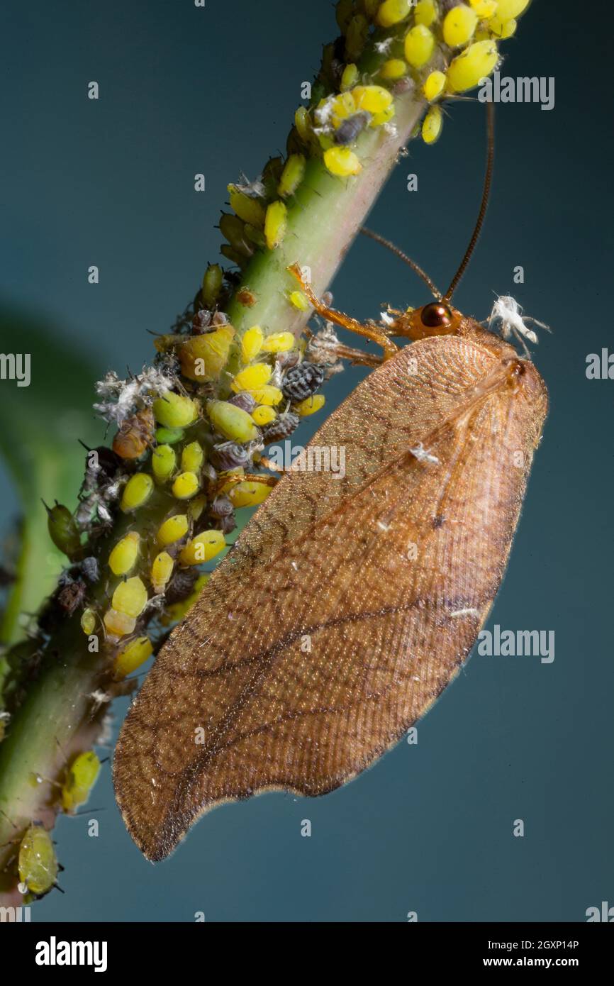 Drepanepteryx phalaenoide (Drepanepteryx phalaenoides Stock Photo - Alamy
