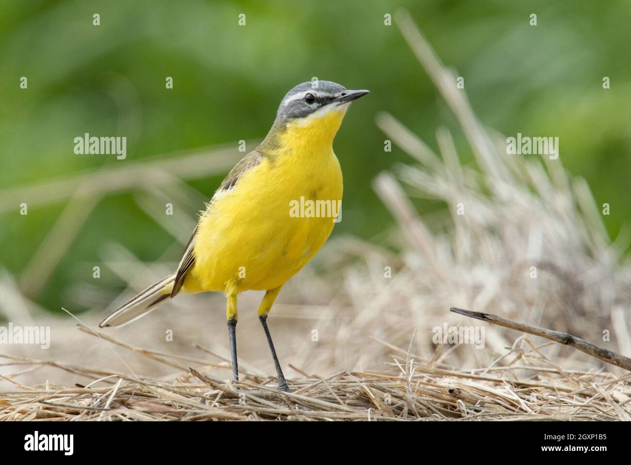 Western yellow wagtail (Motacilla flava Stock Photo - Alamy