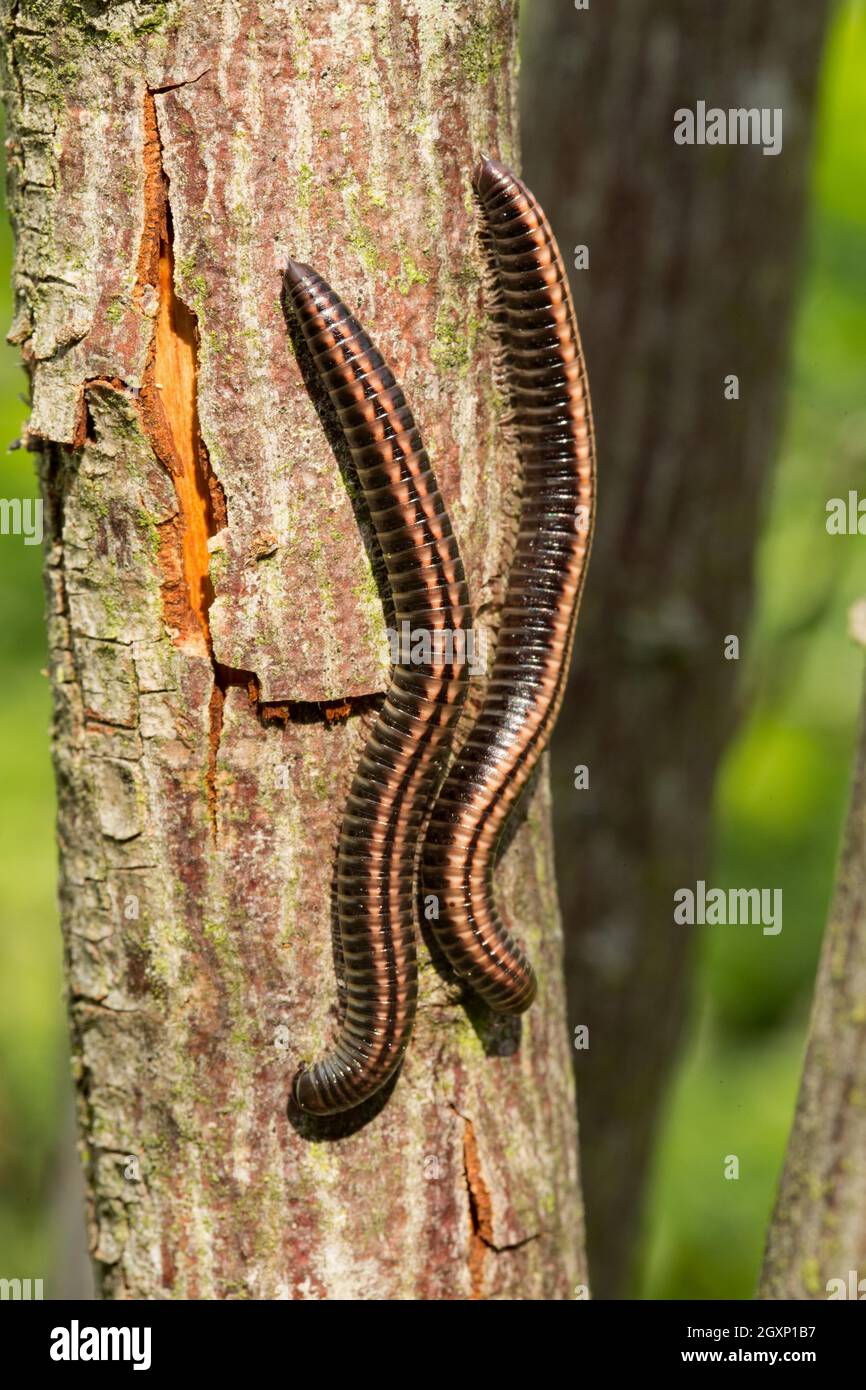 Striped (Ommatoiulus sabulosus) millipedes Stock Photo - Alamy
