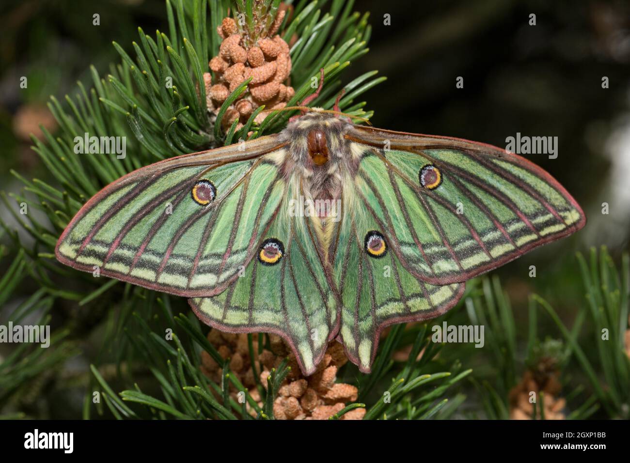 Spanish moon moth (Graellsia isabellae Stock Photo - Alamy Spanish moon moth (Graellsia isabellae Stock Photo - Alamy