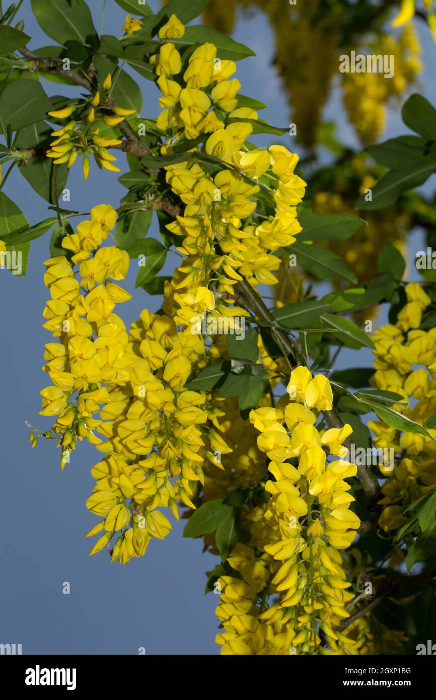 Golden (Laburnum anagyroides) chain tree Stock Photo - Alamy