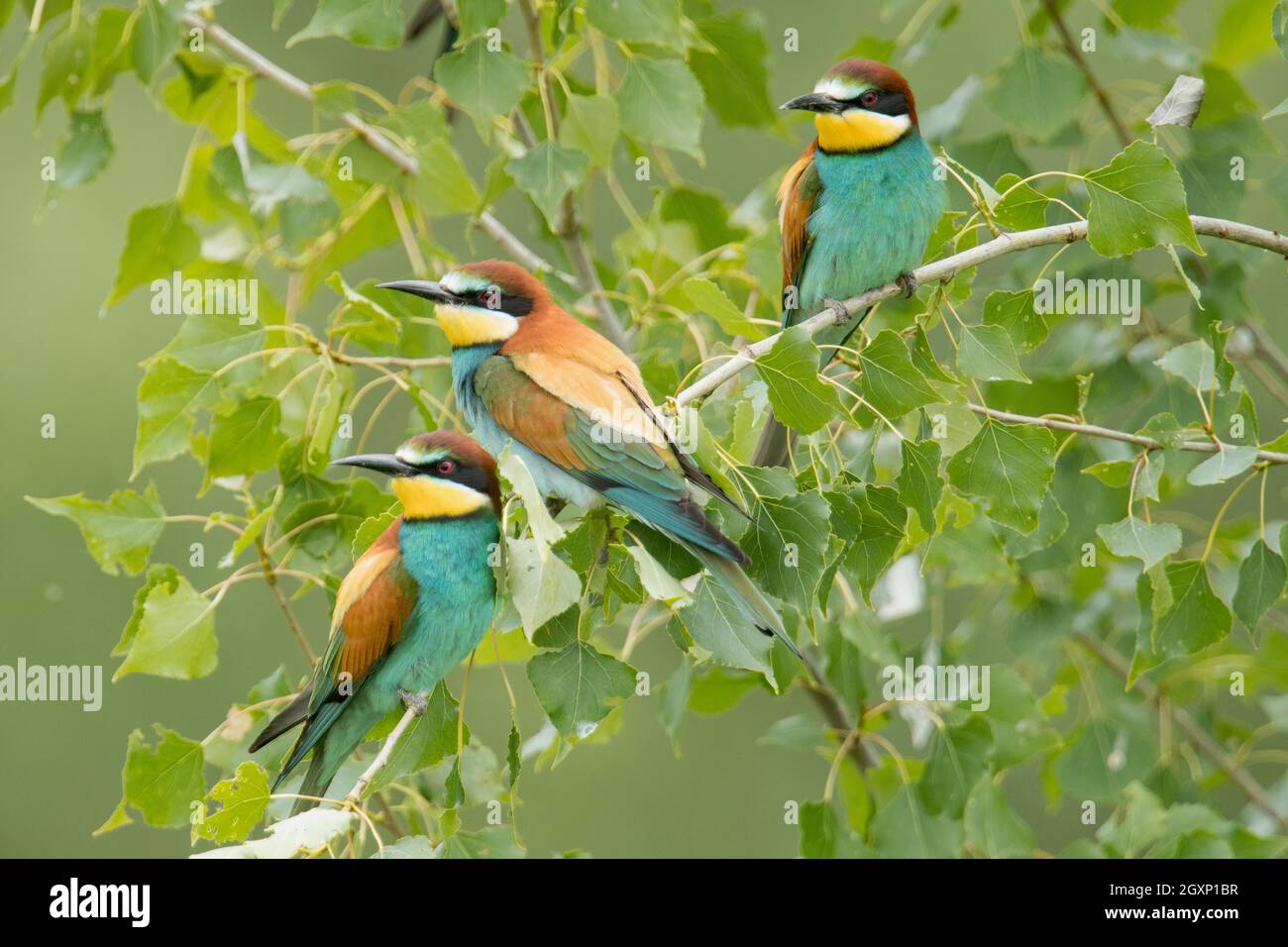 European bee-eaters (Merops apiaster Stock Photo - Alamy