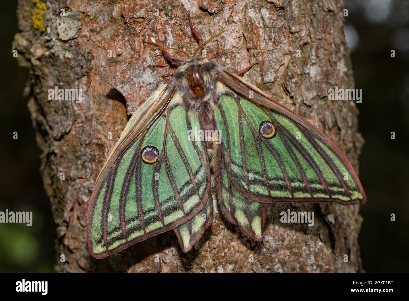 Spanish moon moth hi-res stock photography and images - Alamy