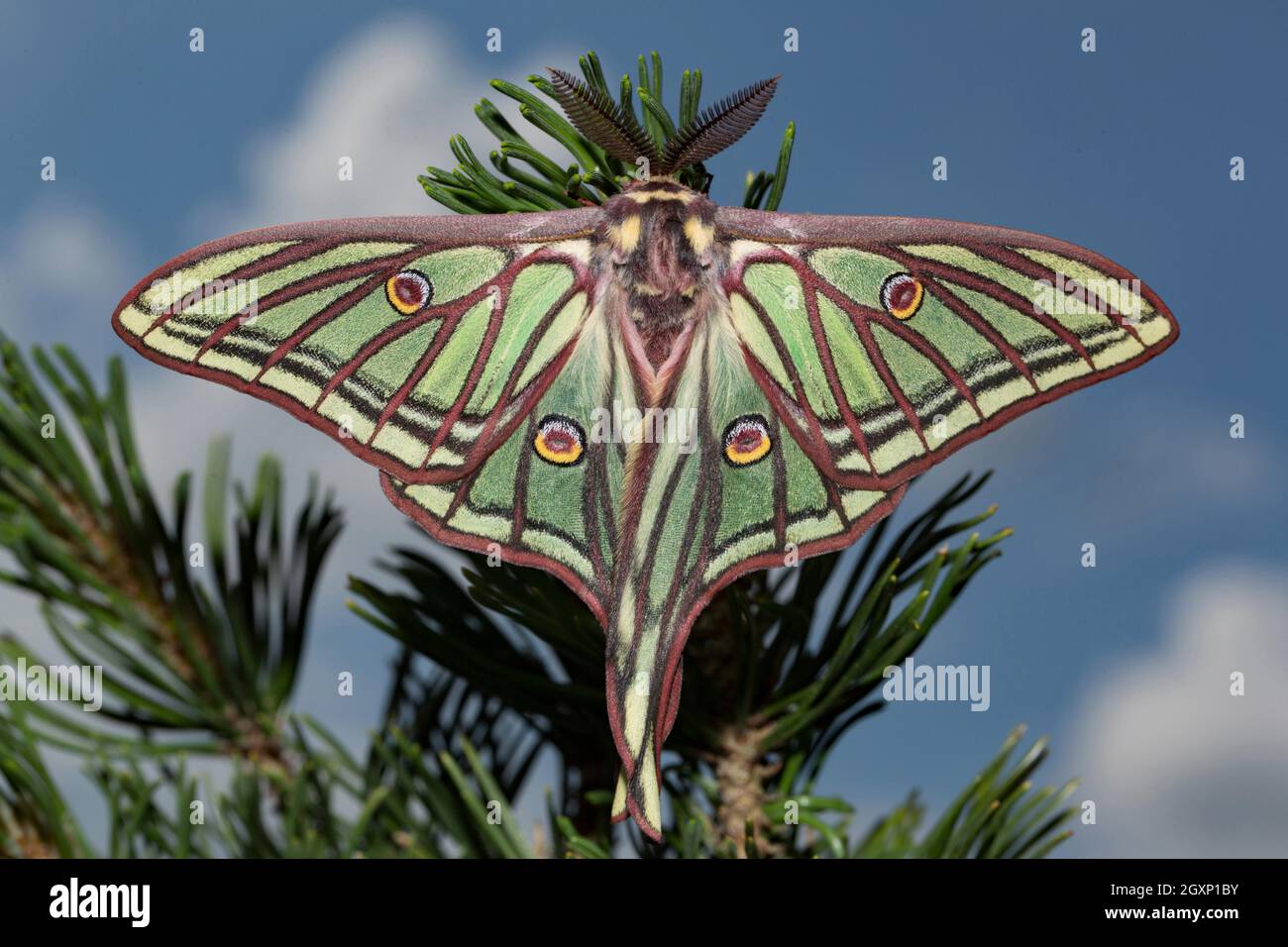 Spanish moon moth hi-res stock photography and images - Alamy