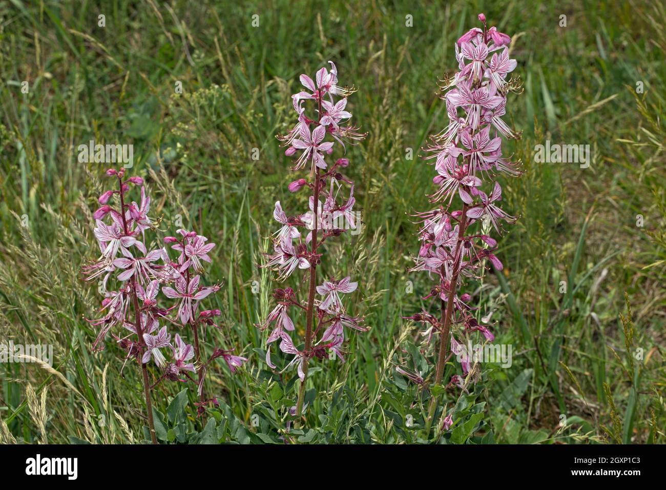 Burning bush (Dictamnus albus Stock Photo - Alamy