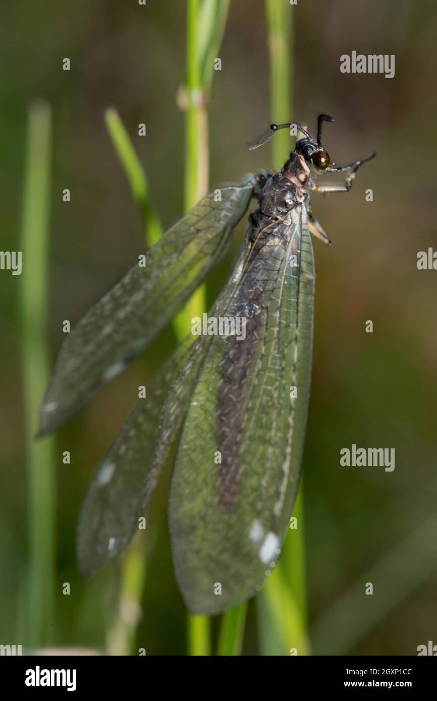 Common antlion (Myrmeleon formicarius Stock Photo - Alamy
