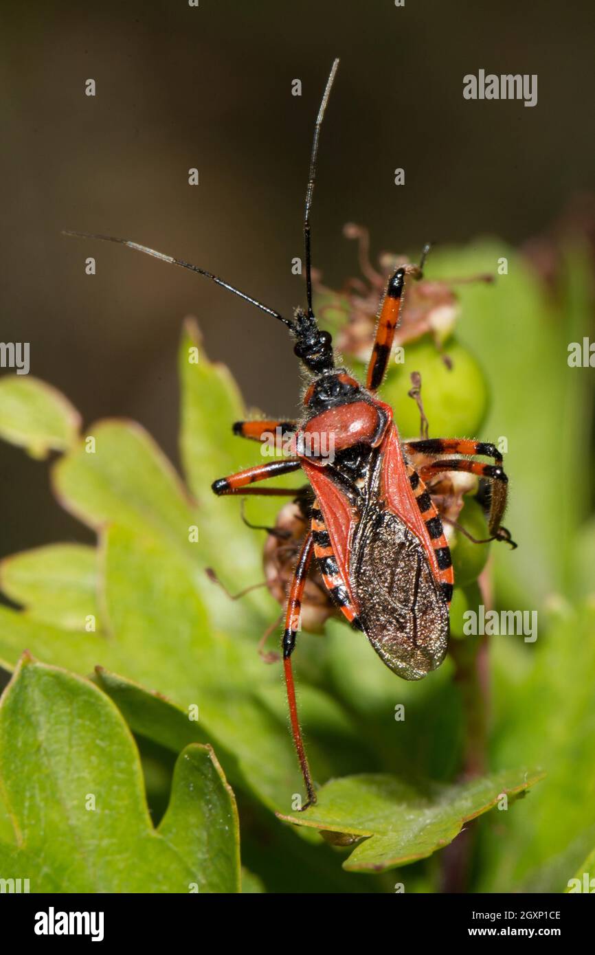 Rhynocoris hi-res stock photography and images - Alamy