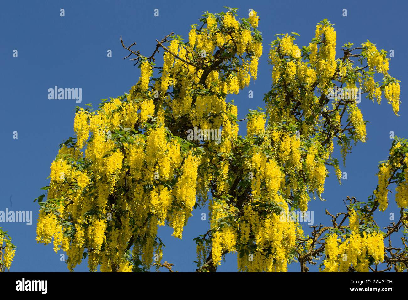 Golden (Laburnum anagyroides) chain tree Stock Photo - Alamy