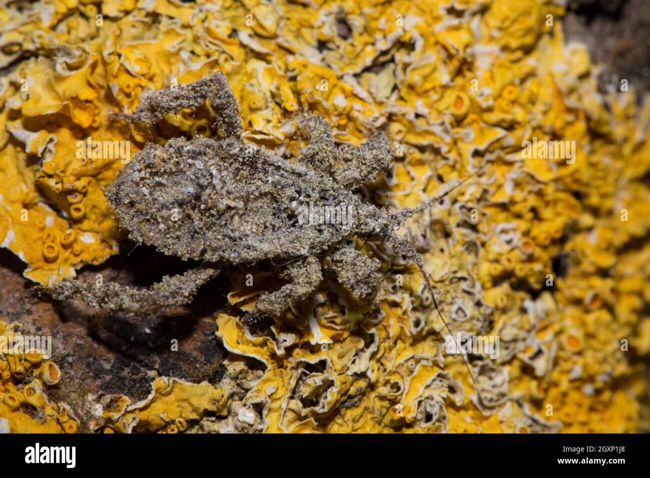 Masked hunter insect hi-res stock photography and images - Alamy