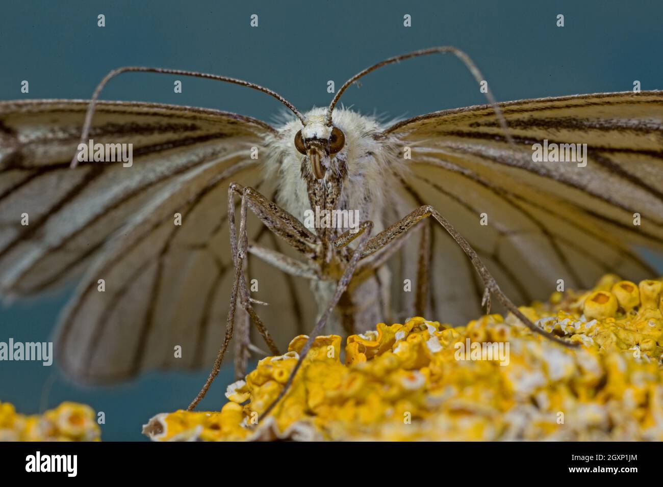 Siona Lineata High Resolution Stock Photography and Images - Alamy