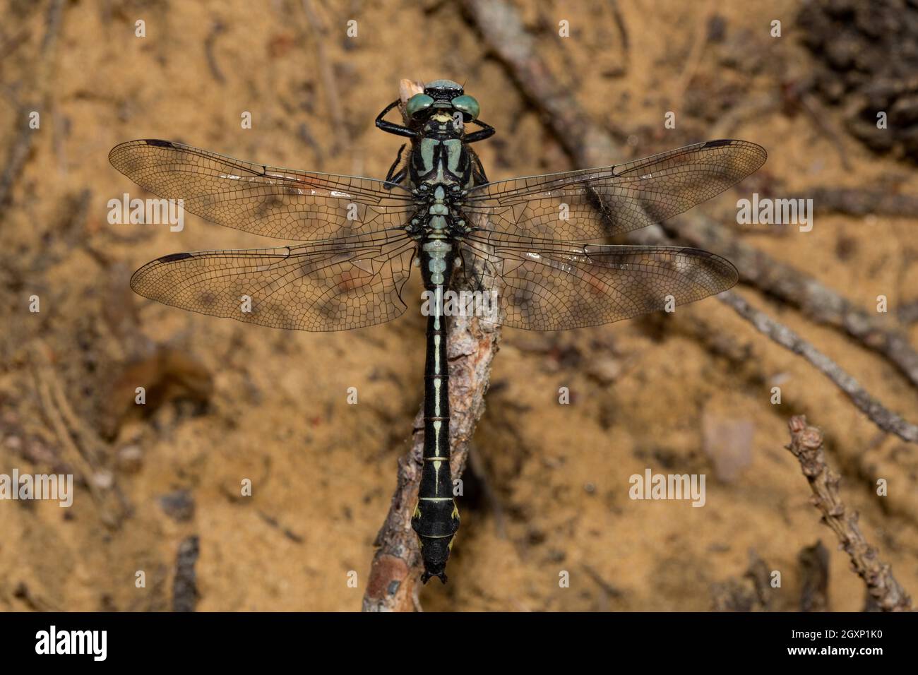 Common clubtail dragonfly hi-res stock photography and images - Alamy