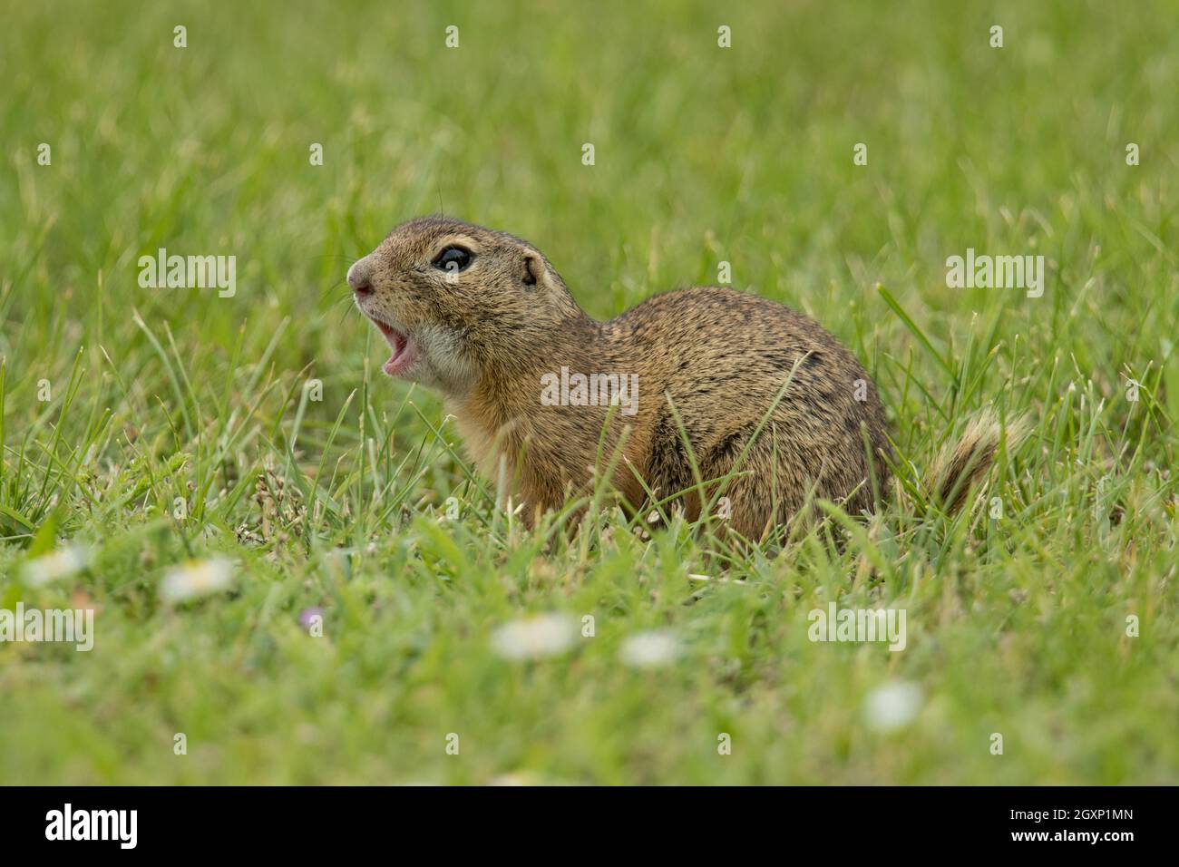 European ground squirrel (Spermophilus citellus Stock Photo - Alamy