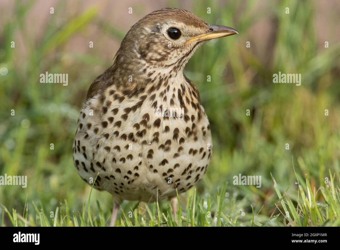 Thrush front view hi-res stock photography and images - Alamy
