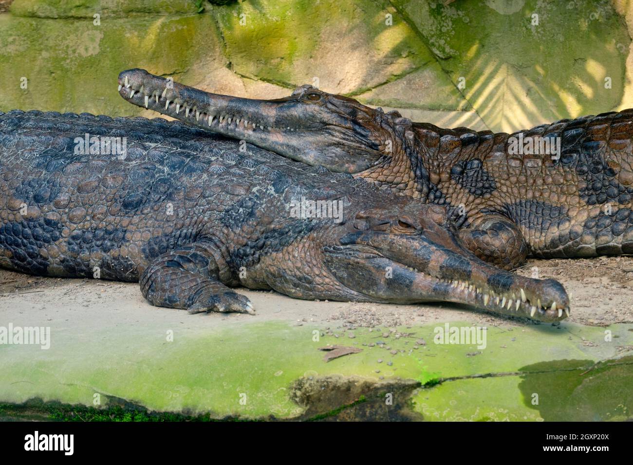 False gharial (Tomistoma schlegelii), captive, Germany Stock Photo - Alamy