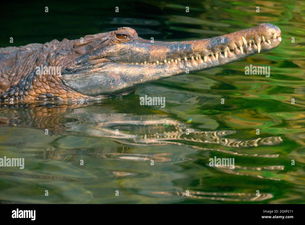 False gharial (Tomistoma schlegelii), captive, Germany Stock Photo - Alamy