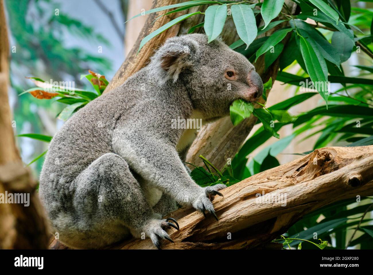 Koala (Phascolarctos cinereus) eats eucalyptus leaves, captive, Germany ...