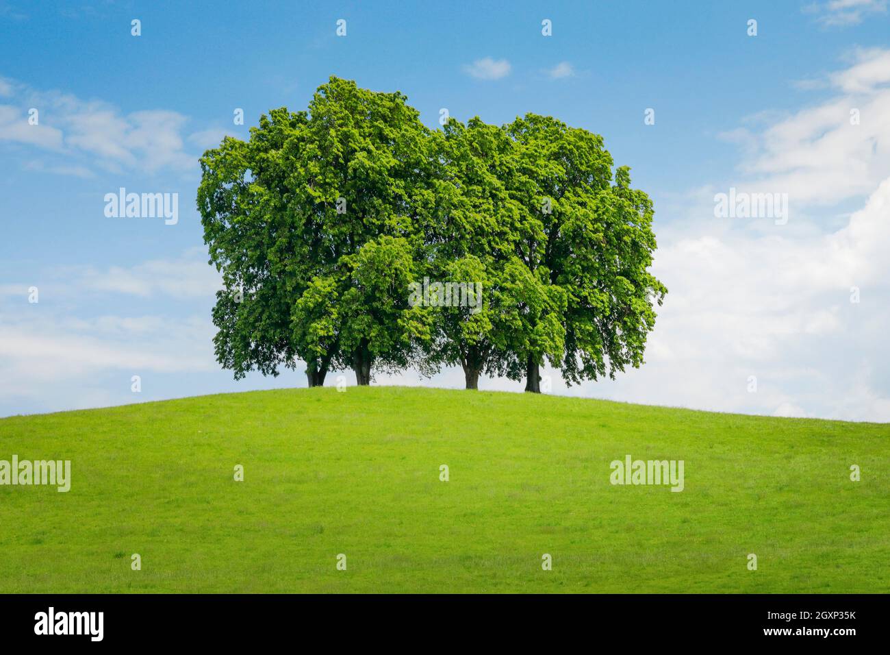 Green field trees hi-res stock photography and images - Alamy