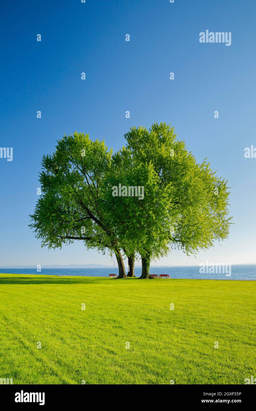 Silver maple tree hi-res stock photography and images - Alamy