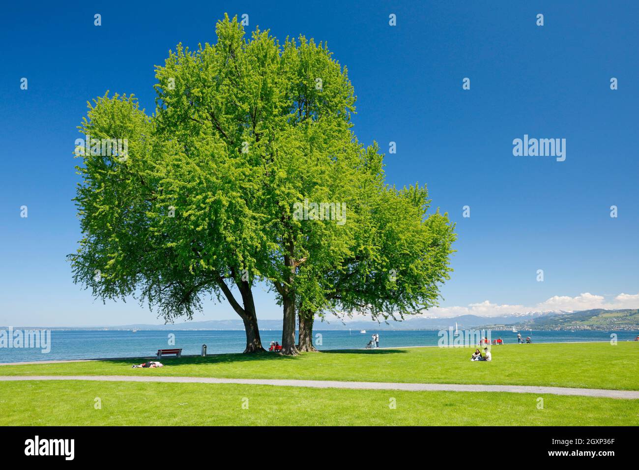 Large single silver maple tree and sunbathing lawns on the shore of ...