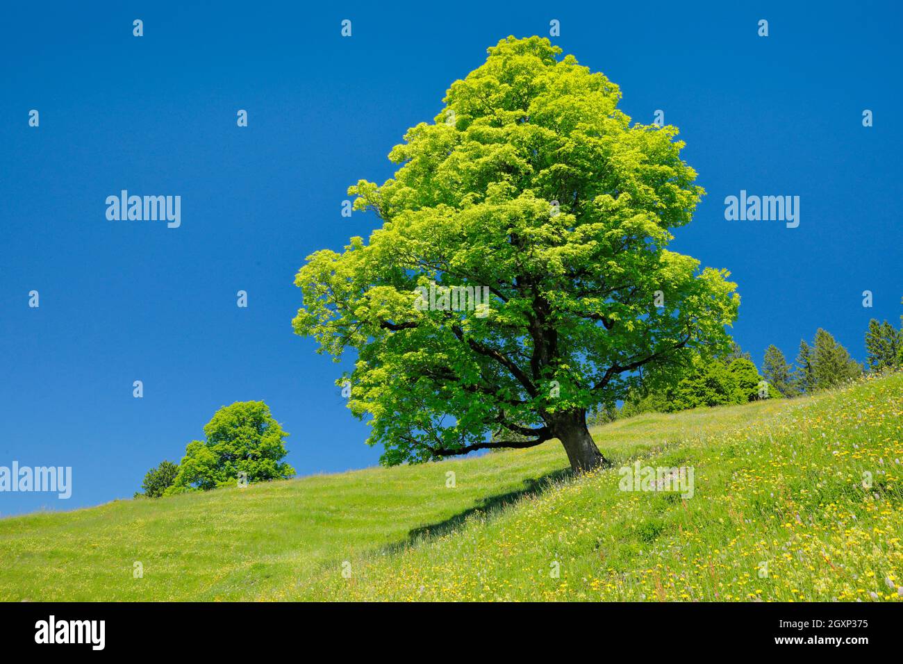 Switzerland National Tree