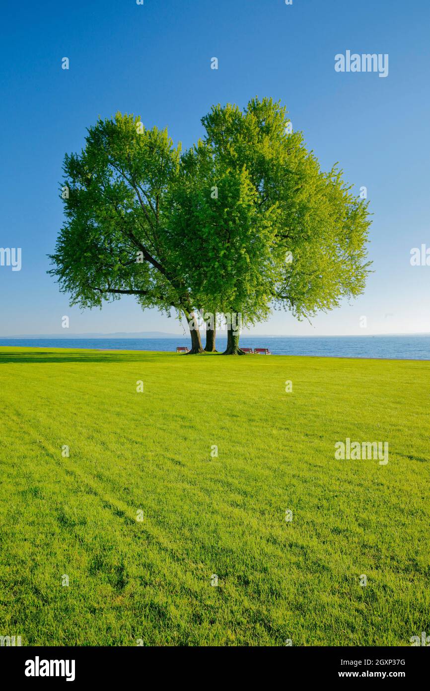 Benches under a large silver maple tree on the shore of Lake Constance ...