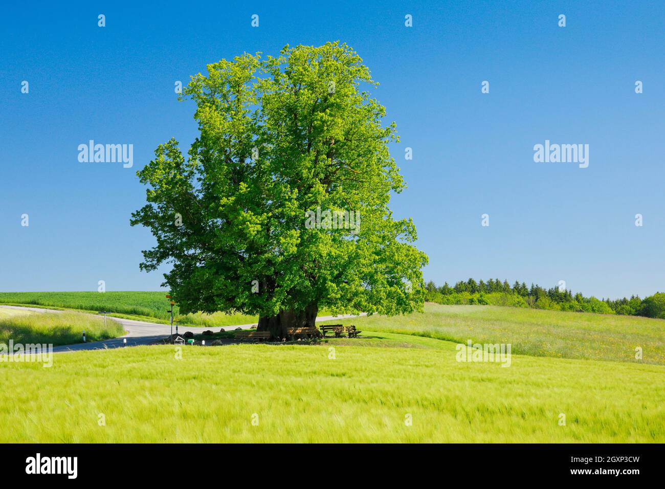 Linn lime tree, old lime tree stands on the path next to wheat field ...