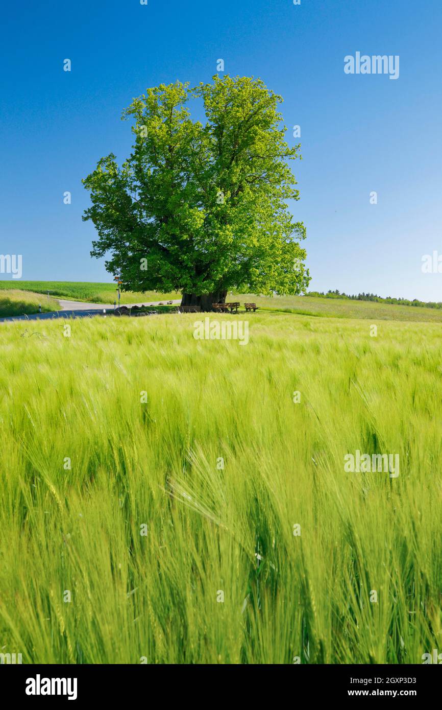 Tree old hi-res stock photography and images - Alamy