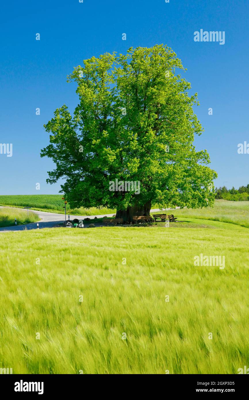 Linn lime tree, old lime tree stands on the path next to wheat field ...
