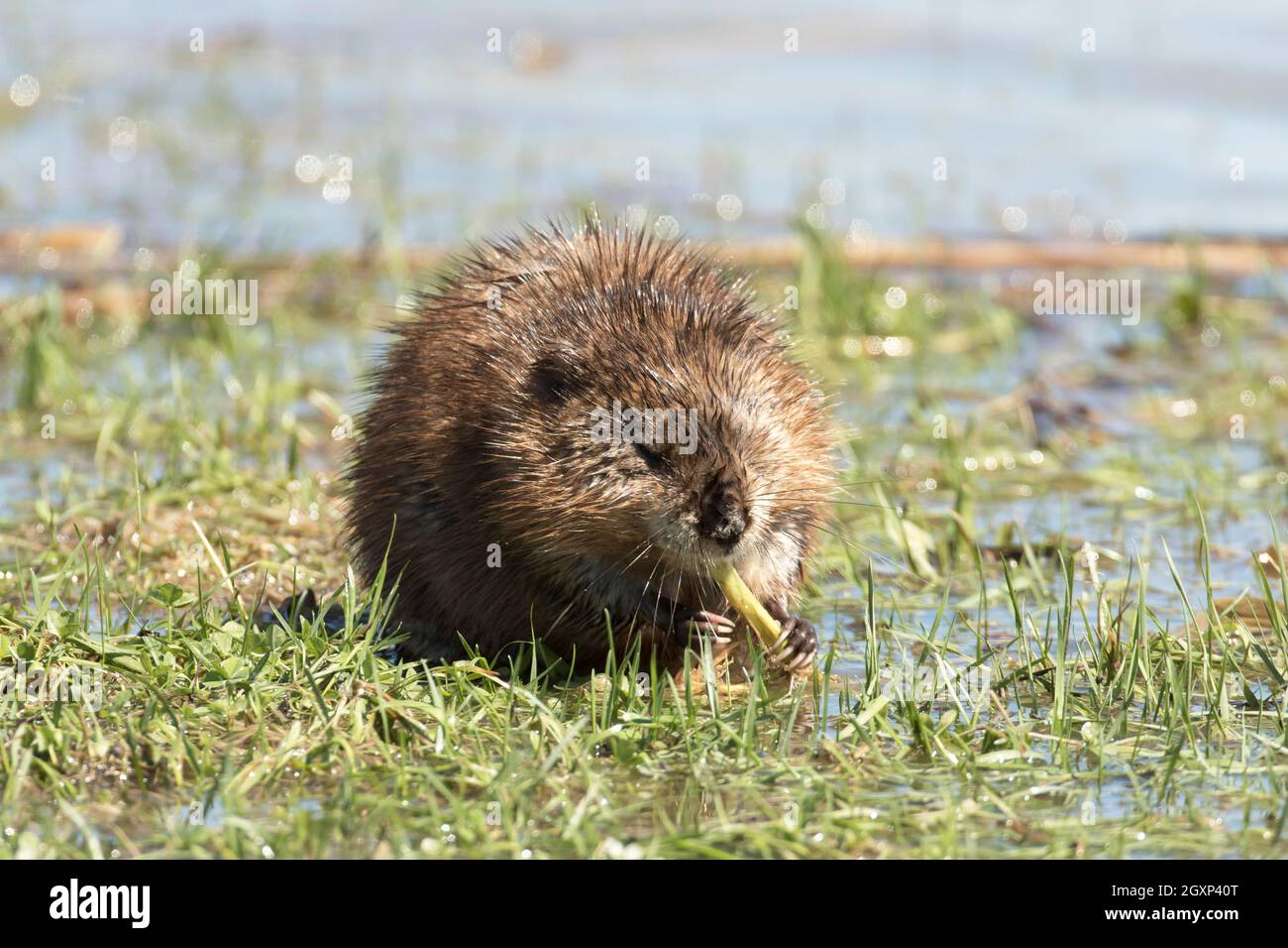 Muskrats (Ondatra zibethicus), Lanaudiere region, Quebec, Canada Stock ...
