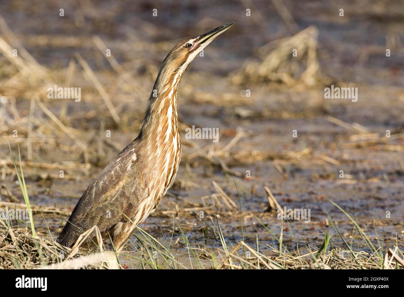 American bittern (Botaurus lentiginosus), Lanaudiere region, Quebec ...