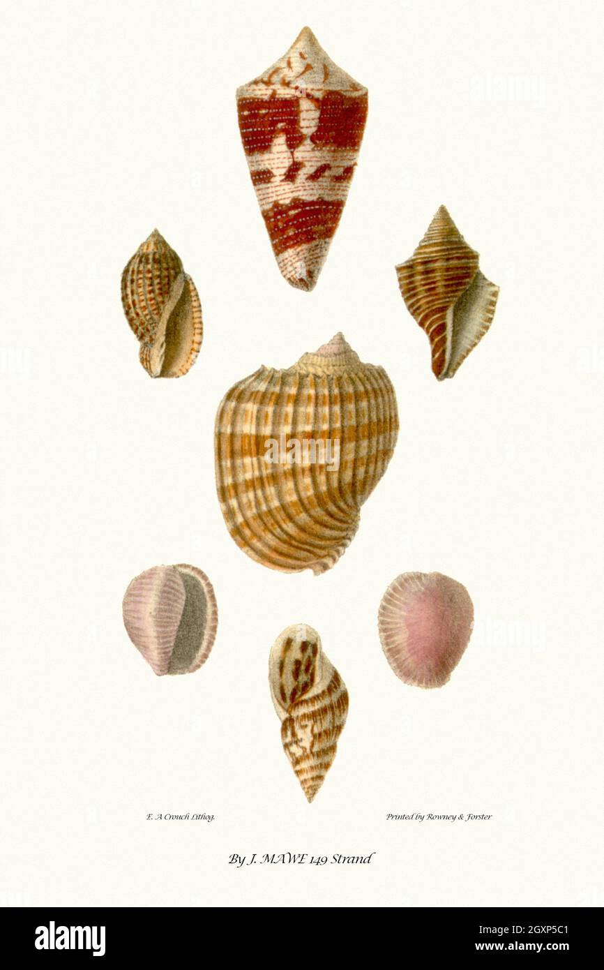 Conchology hi-res stock photography and images - Alamy