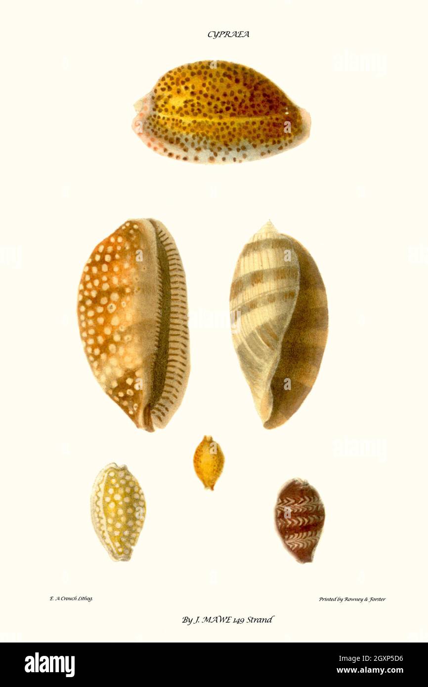 Cowrie conchology hi-res stock photography and images - Alamy