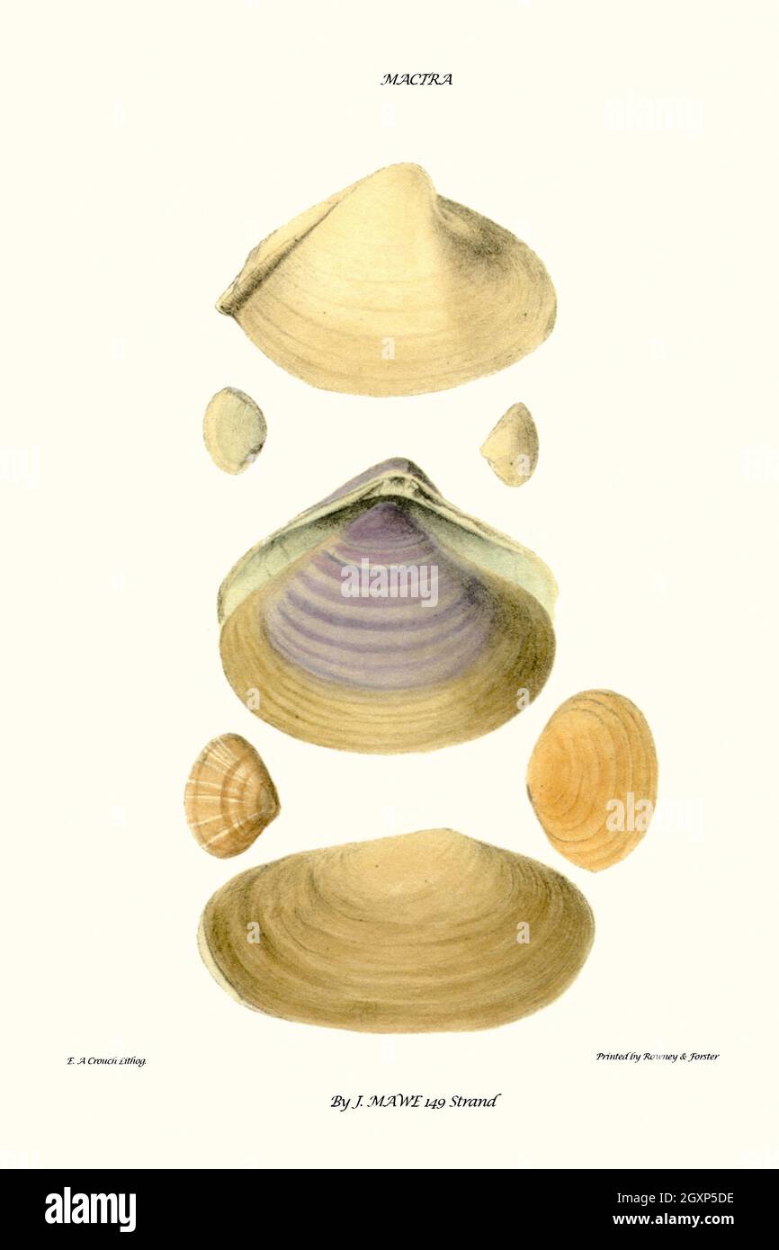 See trough hi-res stock photography and images - Alamy