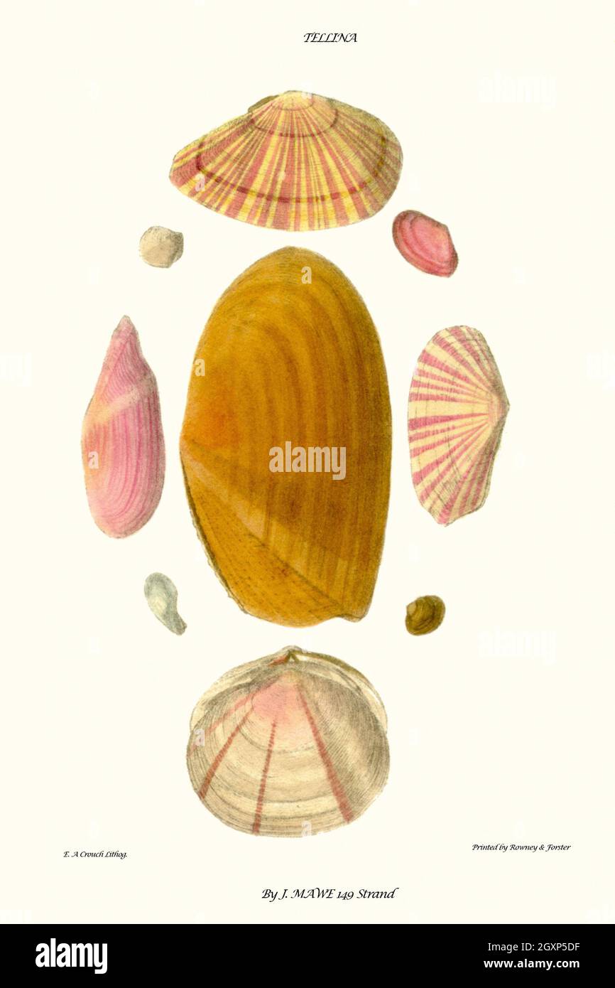 Tellina conchology hi-res stock photography and images - Alamy